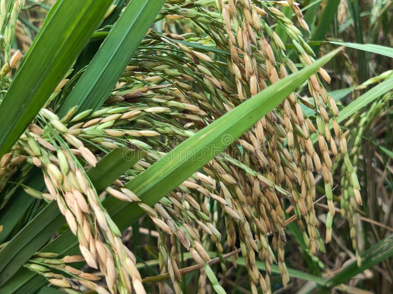 The Rice Plant with the Green Ears of Rice is Growing Stock Image ...