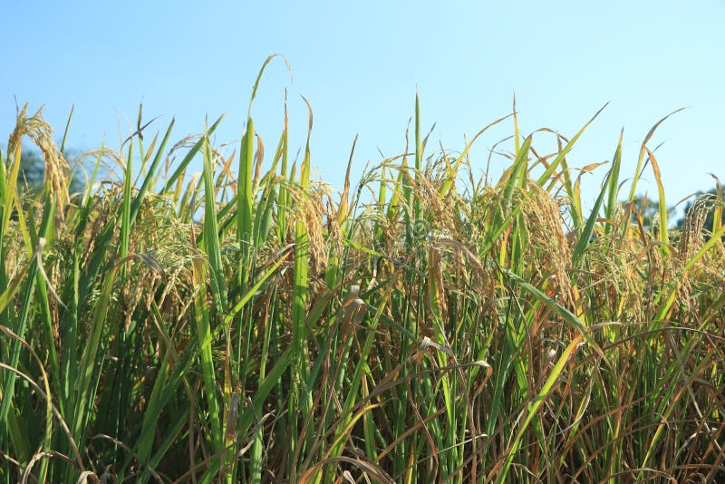 The Rice Plant with the Green Ears of Rice is Growing Stock Image ...