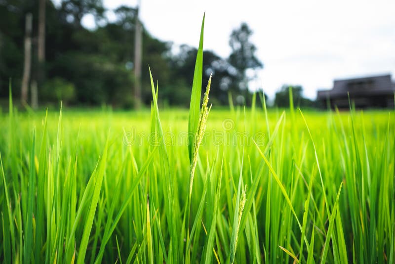 Rice Plant Green Rice Field Stock Photo - Image of plant, hand: 127081342