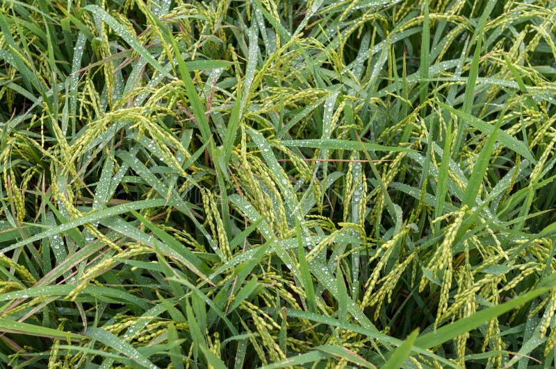 Rice Plant stock image. Image of cereal, exteriors, background - 34613997