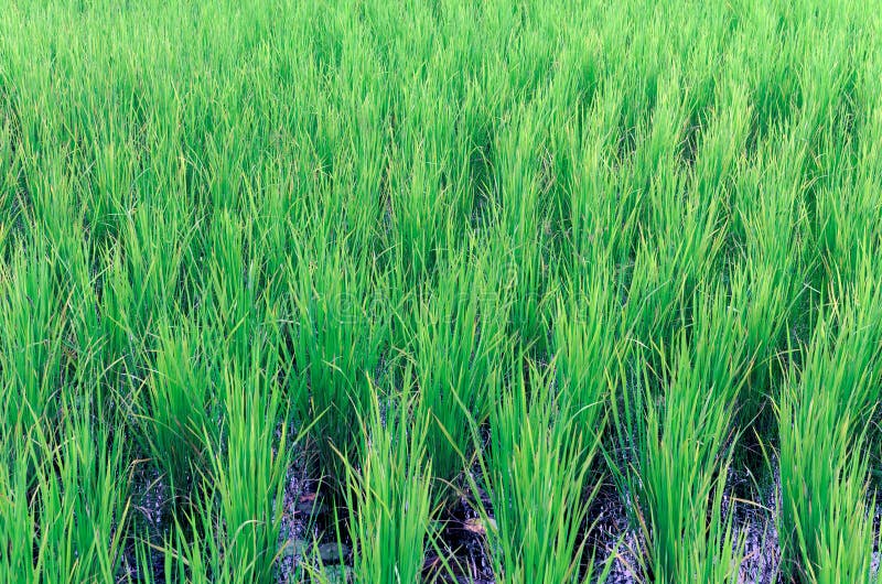 Rice plant stock image. Image of green, nutrition, field - 45212211
