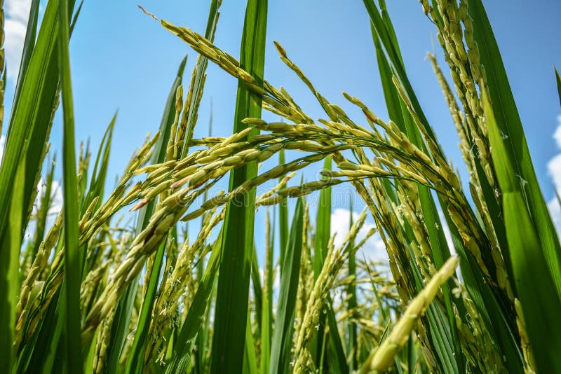 Rice plant stock image. Image of farmland, cultivated - 45294433