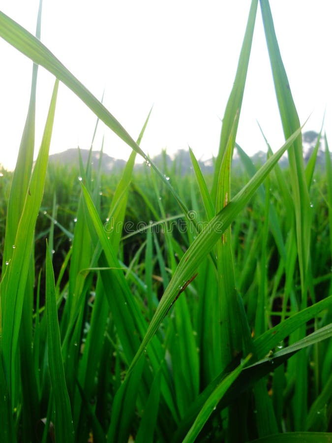 Rice Plant Growing in Field, Water Drop on Green Leaf Stock Image ...