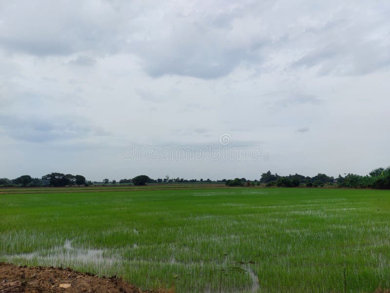 The rice plant is growing stock photo. Image of grass - 287505932