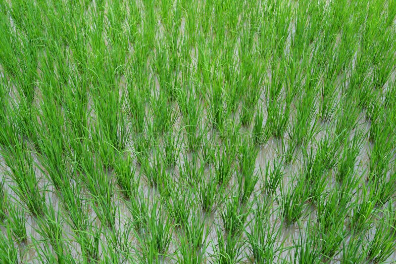 The rice plant is growing stock photo. Image of rice - 195878040