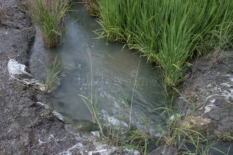 Rice Plant Growing on the Wet Paddy Bed Field. Stock Image - Image of ...