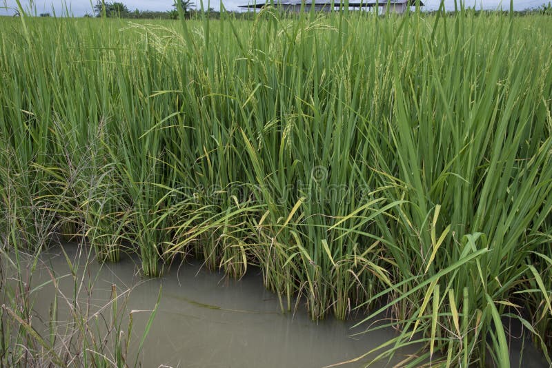 Rice Plant Growing on the Wet Paddy Bed Field. Stock Photo - Image of ...
