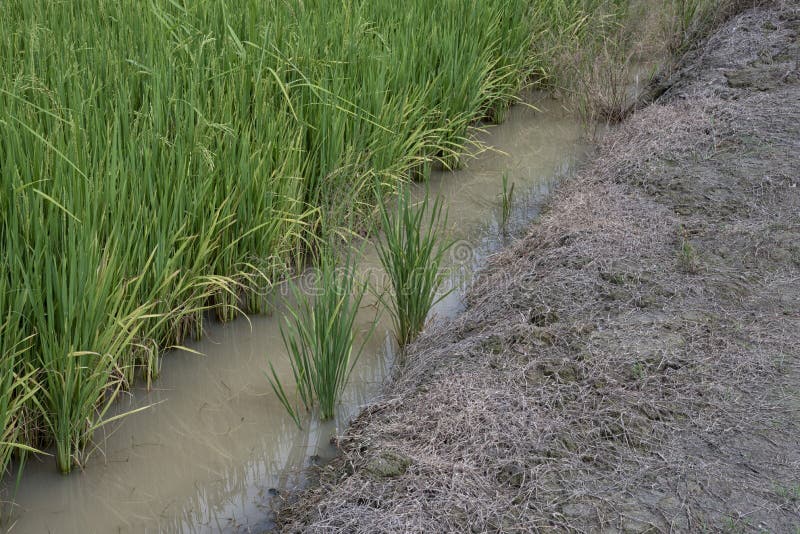 Rice Plant Growing on the Wet Paddy Bed Field. Stock Image - Image of ...