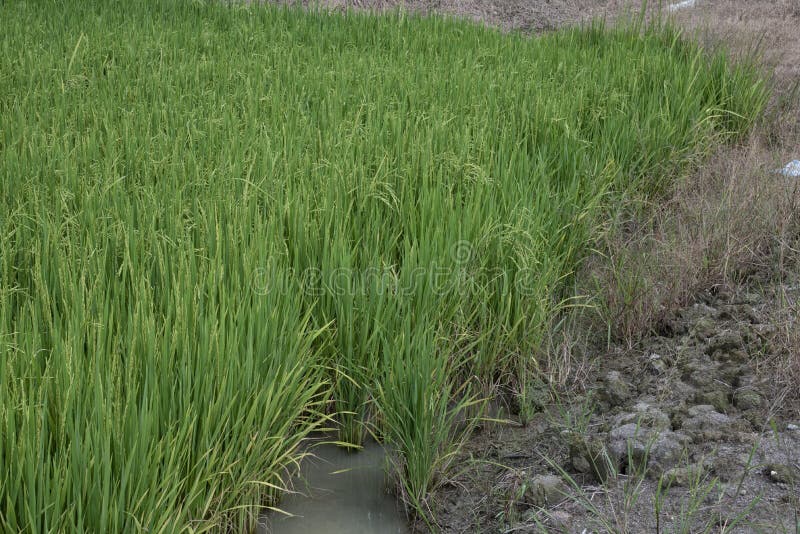Rice Plant Growing on the Wet Paddy Bed Field. Stock Photo - Image of ...