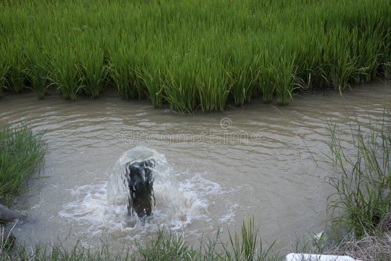 Rice Plant Growing on the Wet Paddy Bed Field. Stock Photo - Image of ...
