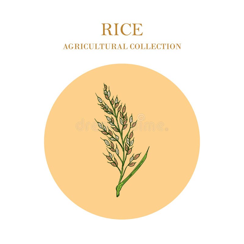 Rice Plant Hand Drawn. Agricultural Crops Stock Vector - Illustration ...