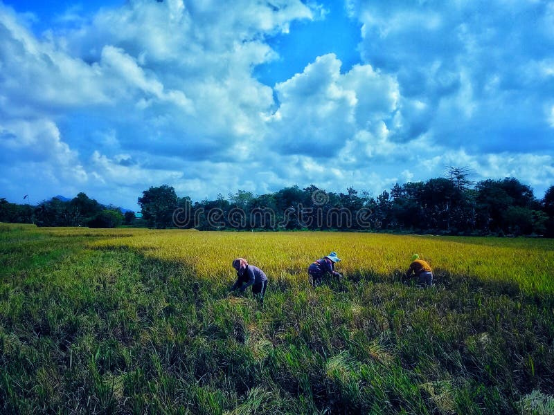 Harvest rice plant editorial image. Image of green, yellow - 132143340