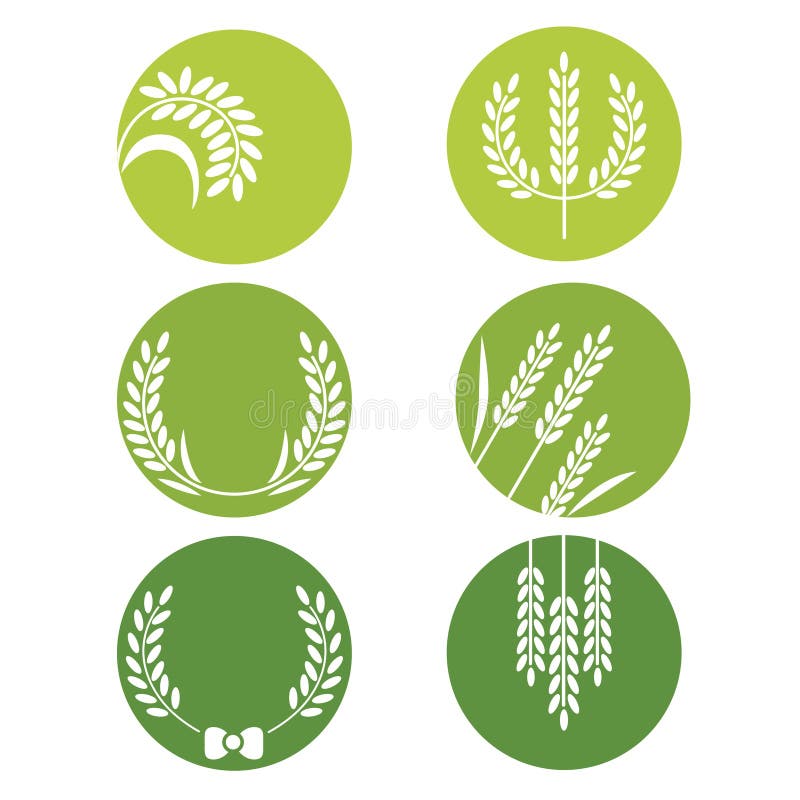 Rice plant icon stock vector. Illustration of harvest - 328441849