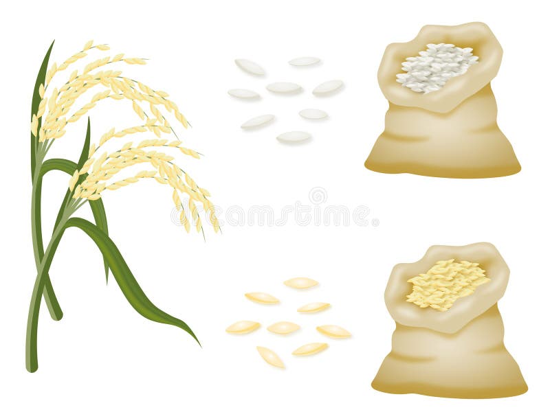 Rice Plant Illustration Vector. White Rice Illustration. Rice Seed ...
