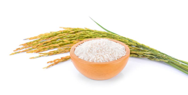 Rice Plant Isolated on White Background Stock Photo - Image of cereal ...
