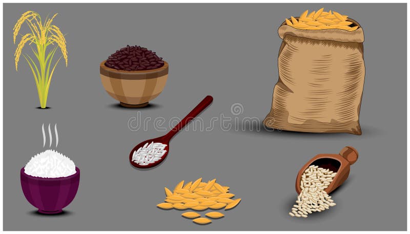 Rice Plant and Kind of Rice Vector Design. Stock Vector - Illustration ...