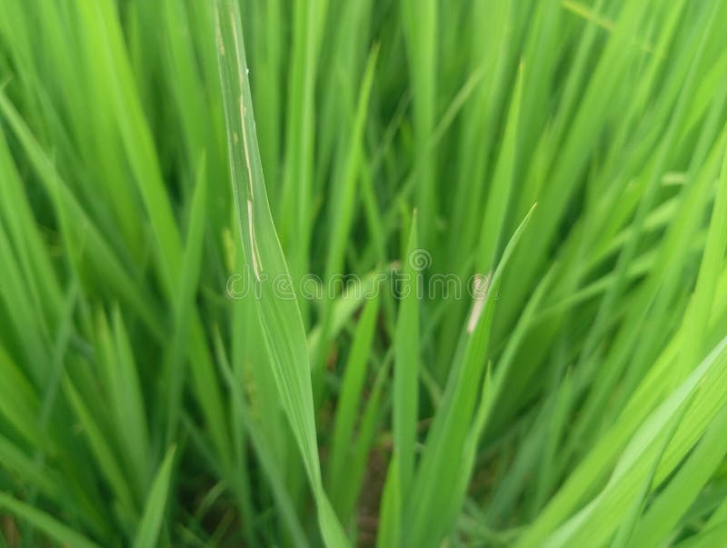 Leafroller Pests Stock Photos - Free & Royalty-Free Stock Photos from ...