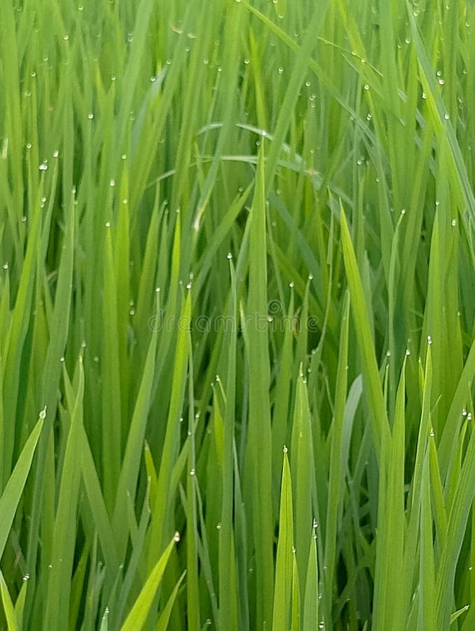 Rice Plant Leaves with Water Droplets at the Tip of the Leaf Stock ...