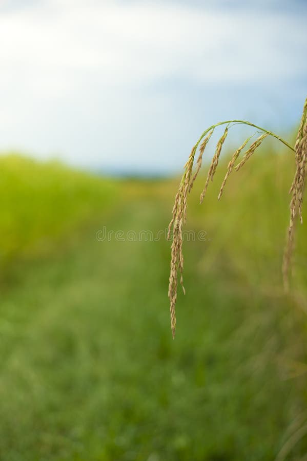 Rice plant macro stock photo. Image of harvest, grain - 132704572