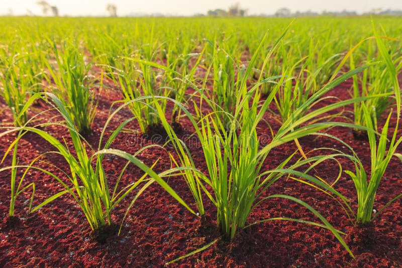 Rice Plant and Mosquito Fern Stock Image - Image of clear, grassland ...