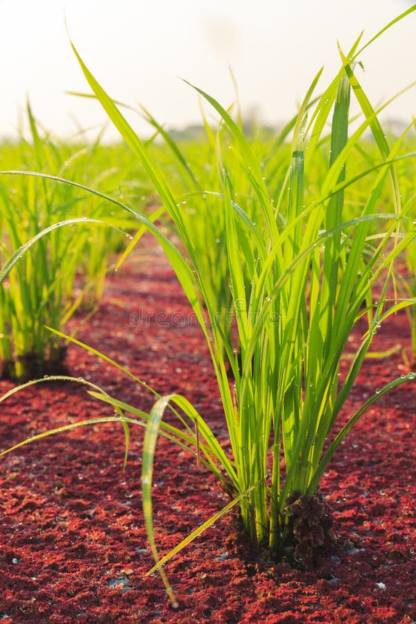 Rice Plant and Mosquito Fern. Stock Image - Image of green, meadow ...