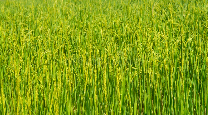 Rice plant stock image. Image of rural, crop, grain, organic - 50606921