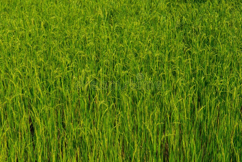 Rice plant stock image. Image of rural, crop, grain, organic - 50606921