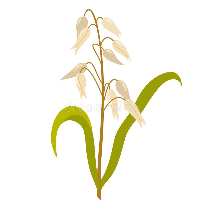 Rice Plant Drawing Stock Illustrations – 2,499 Rice Plant Drawing Stock ...