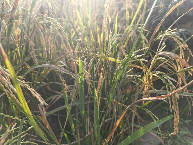 Rice Plant & X28;Oryza Sativa& X29; in the Paddy Field Stock Image ...