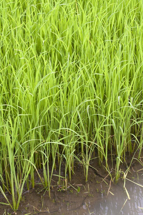 Rice plant stock photo. Image of raise, crop, paddy, farm - 26045418