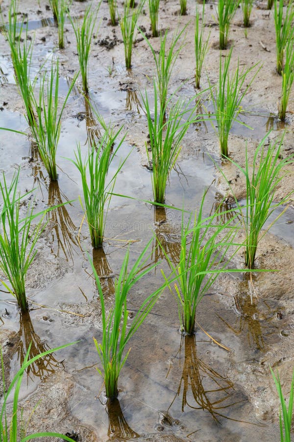 Rice plant stock photo. Image of farm, growth, panorama - 97072776