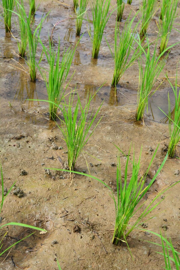 Rice plant in stock image. Image of plant, organic, growth - 97325385