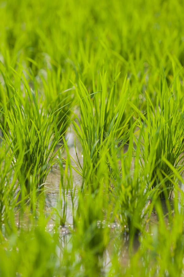 Rice Plant and Mosquito Fern Stock Image - Image of clear, grassland ...