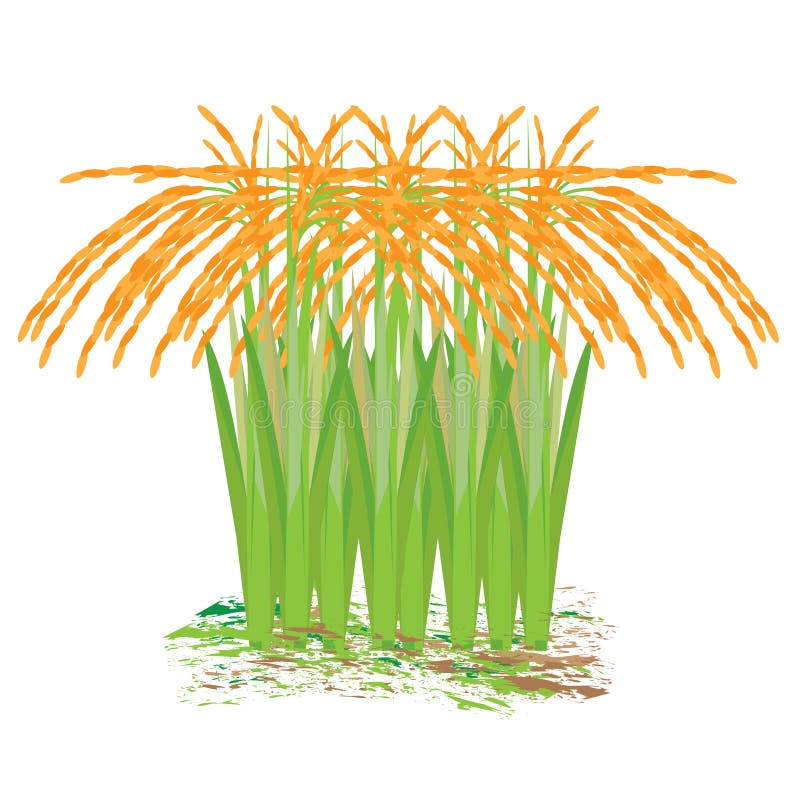 Rice Plant Stock Illustrations – 6,004 Rice Plant Stock Illustrations ...