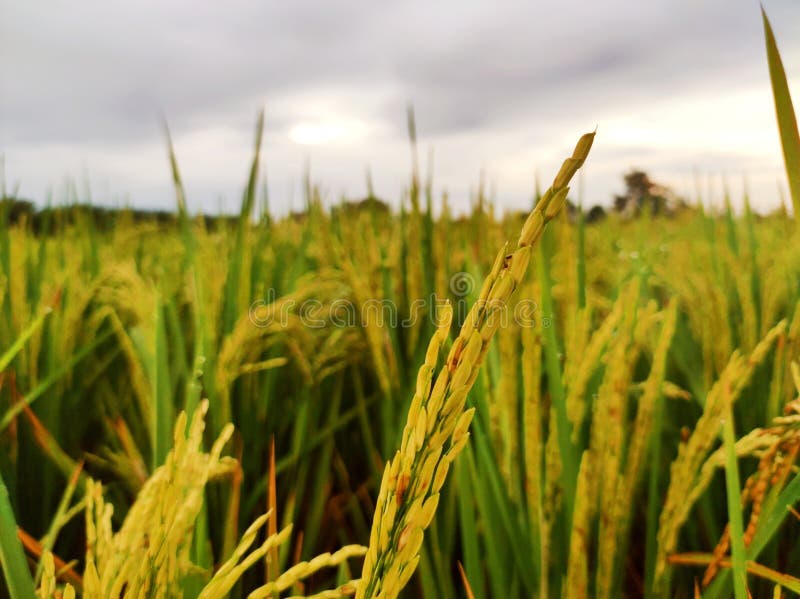 Rice Plant in Paddy Field with Fresh Green Leaves. Stock Photo - Image ...