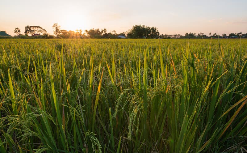 Rice plant in paddy field stock photo. Image of field - 64513242