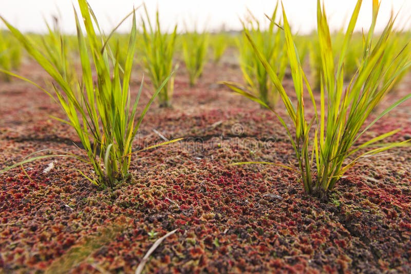Rice Plant and Mosquito Fern Stock Image - Image of clear, grassland ...