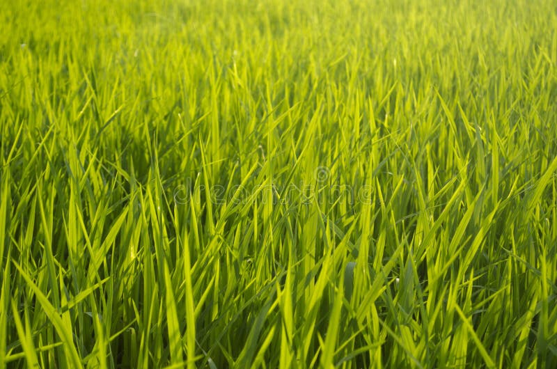 Paddy field stock photo. Image of exuberant, rawfood - 61073848