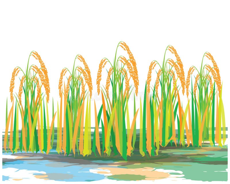 Rice plant stock vector. Illustration of cartoon, plant - 130236345