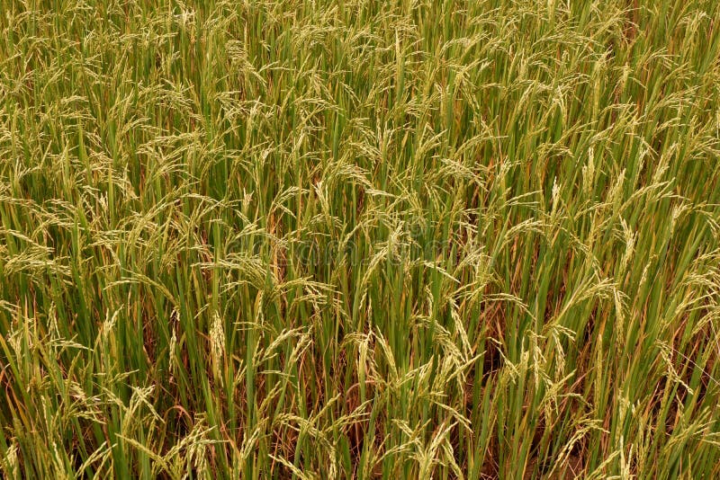 Rice Plant Pattern on Paddy Field in Thailand. Stock Image - Image of ...