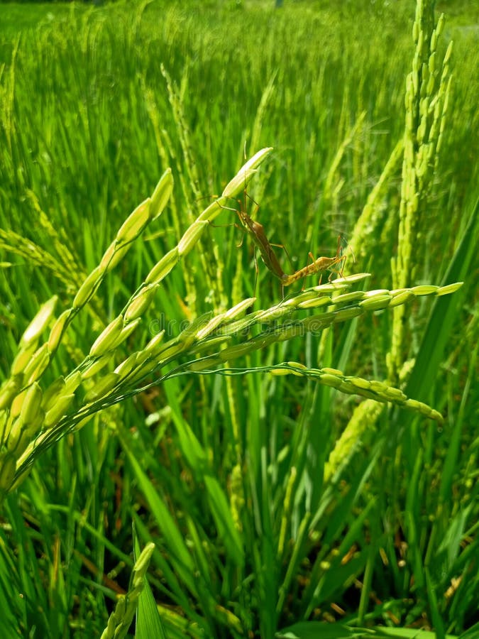 Rice plant pests stock image. Image of nature, pests - 313196529