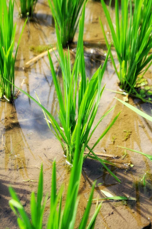 The rice plant stock photo. Image of rice, agriculture - 344528412
