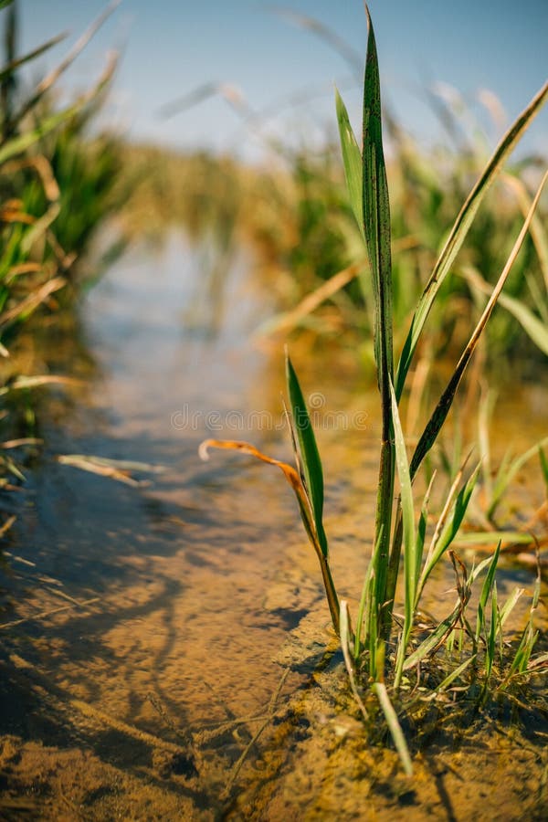 Rice Plant Planted in Soil Filled with Water Stock Image - Image of ...