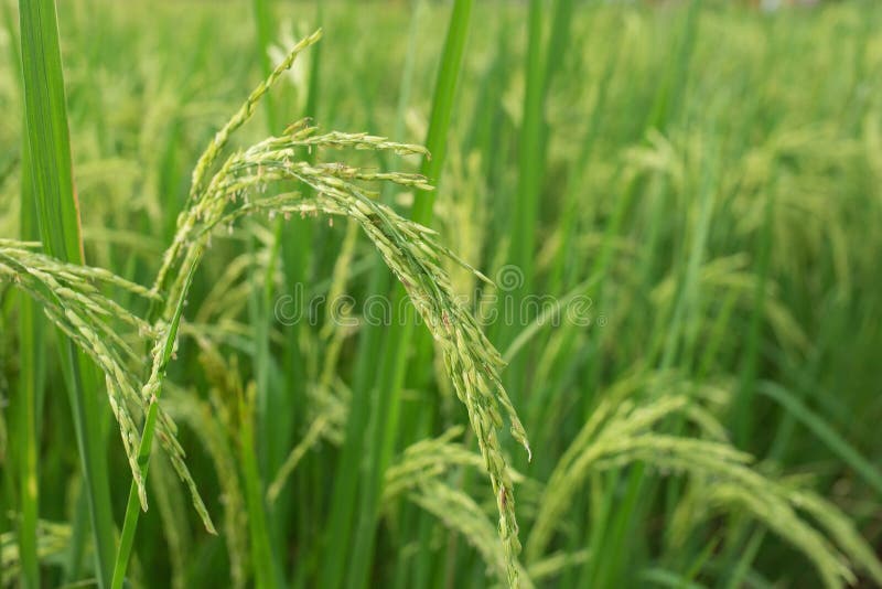 Rice Plant Produces Grains in Green Rice Field Stock Image - Image of ...
