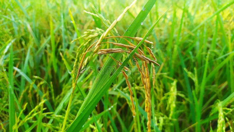 Rice plant after rain stock photo. Image of field, green - 277151168