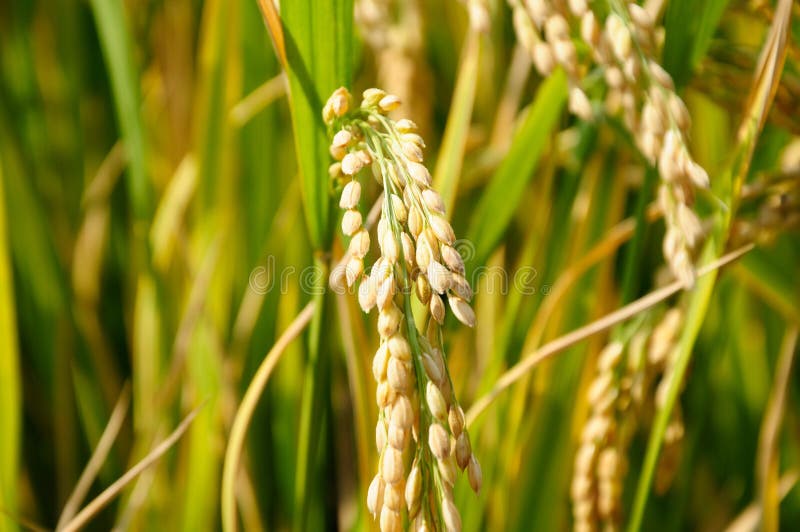 Rice plant stock photo. Image of food, produce, close - 45897118