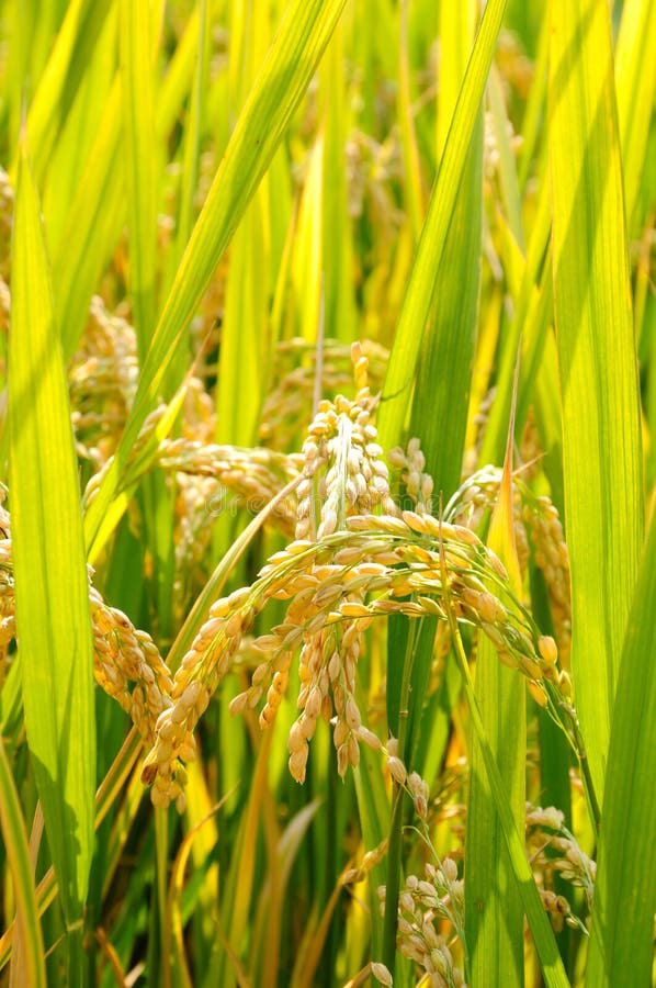 Rice plant stock image. Image of rice, close, nature - 45897207