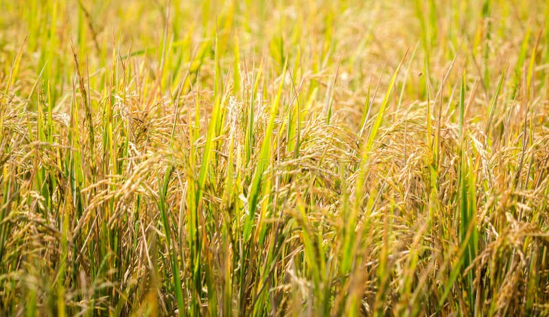 Rice Plant Ready To Be Harvested Stock Image - Image of farm, plant ...