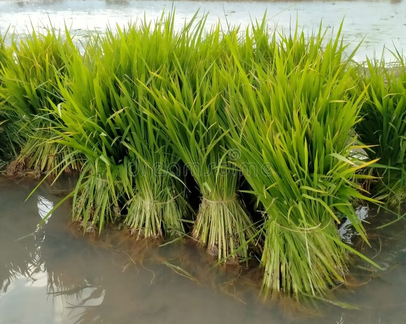 Rice Plant is Ready To Grow in the Field Stock Image - Image of plant ...