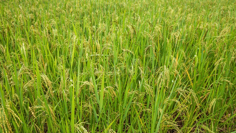 1,644 Swamp Rice Field Stock Photos - Free & Royalty-Free Stock Photos ...